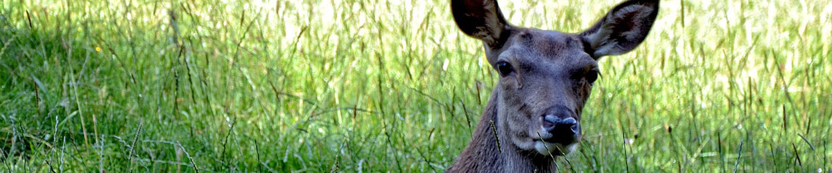 Deer Management Services | Nature in Balance