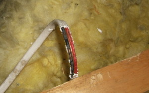 Pest control mice, chewed wires - Nature In Balance