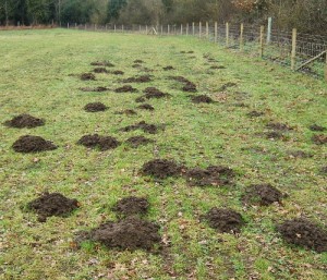 Mole hills on grazing, Surrey - Nature In Balance